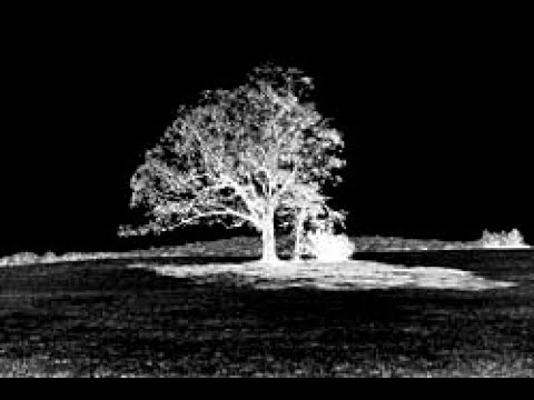 The Haunt of New Jersey's Devil Tree - YouTube