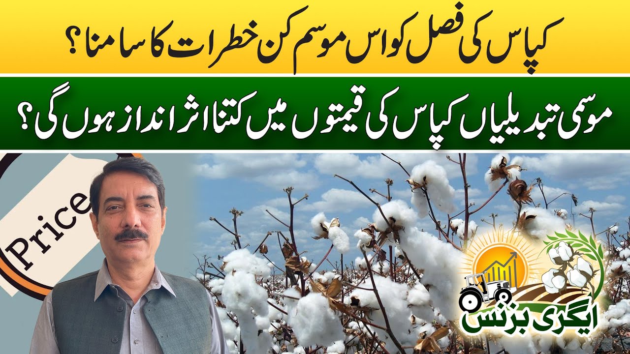 Bad News For Cotton Crops Farmers l Agri Business - 7 Feb 2025 - Rohi ...