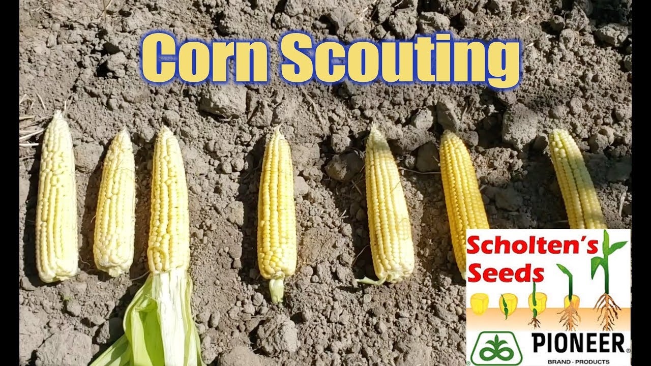Pioneer Corn Scouting - YouTube