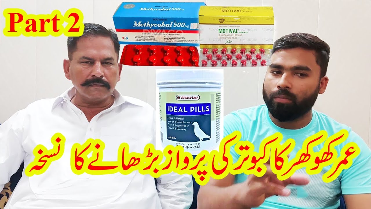 ustad umer ki kabootr parwari ke liy tips - YouTube