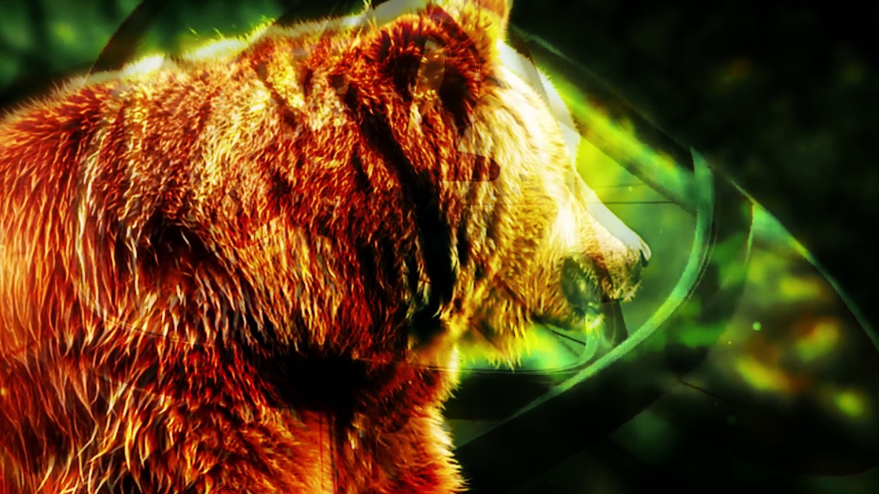 bears on acid - YouTube