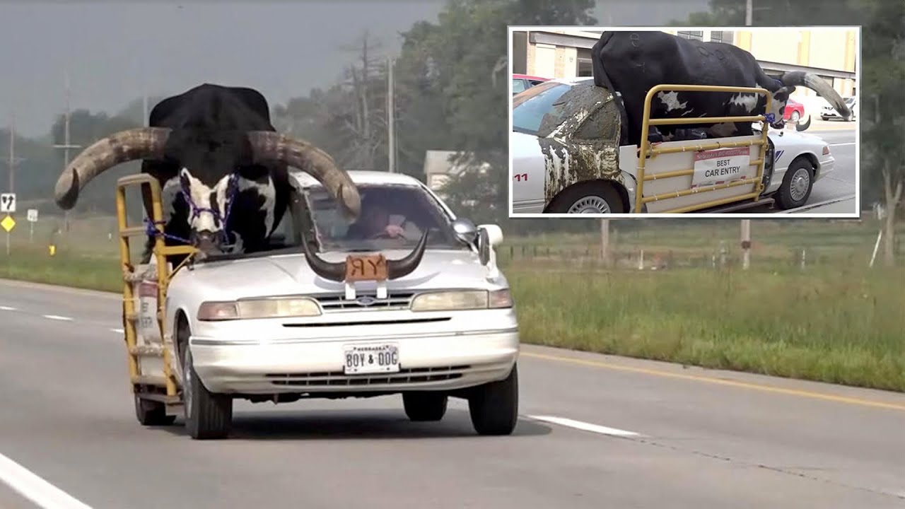 Man pulled over for driving with massive bull named Howdy Doody riding ...