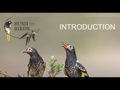 Part 1 - Bush for Birds - Revegetation Videos - Introduction - YouTube