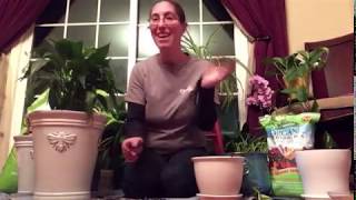 Houseplant Repotting 101
