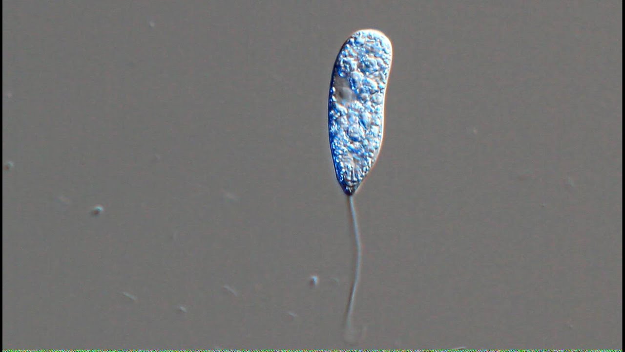 Peranema - Alchetron, The Free Social Encyclopedia