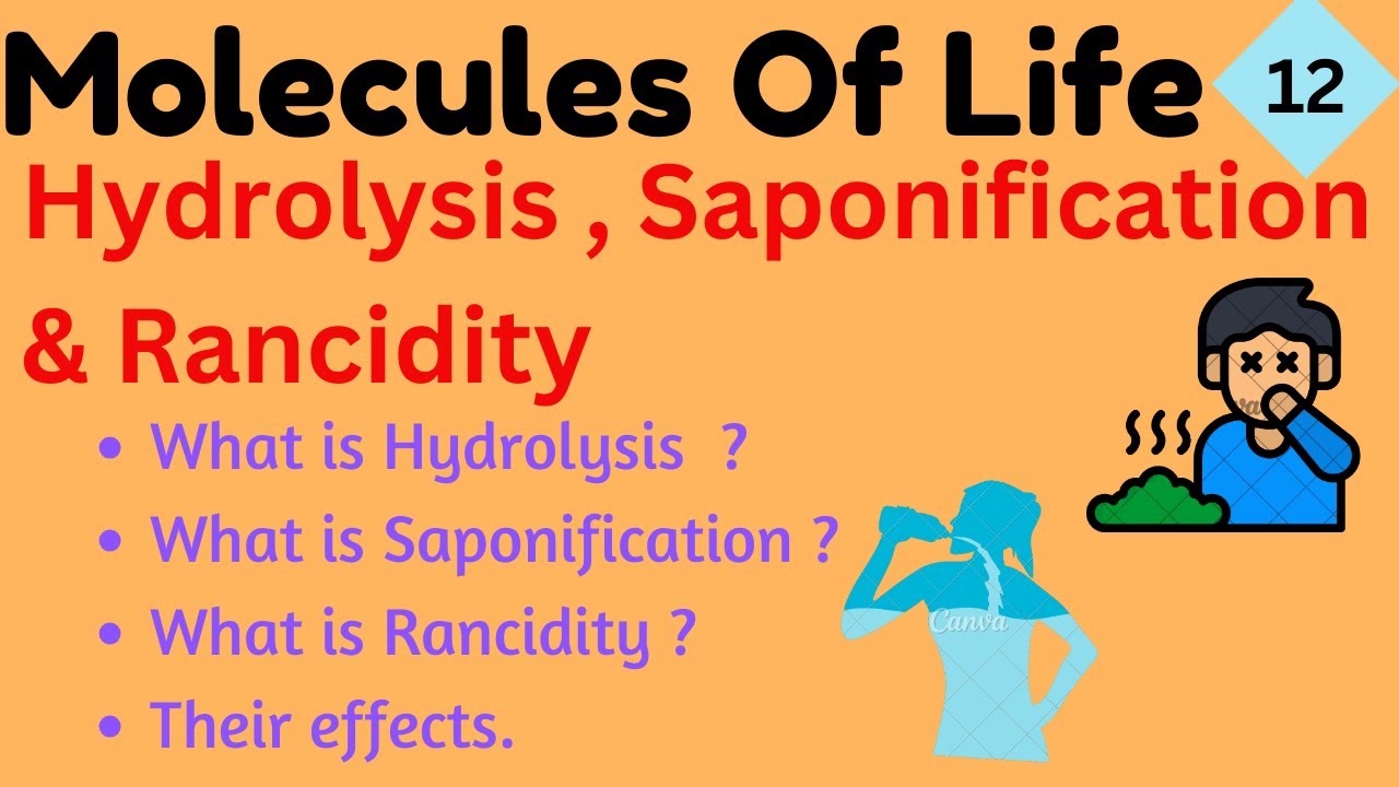 Hydrolysis, Saponification & Rancidity | Explained with Examples ...
