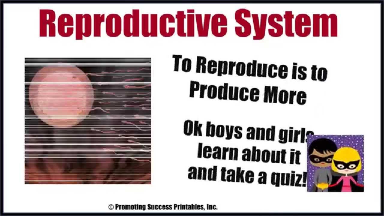 Reproductive System Anatomy and Physiology for Kids Video - YouTube