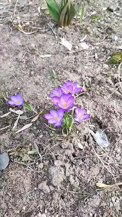 Зацвели🤗В палисадниках Крокусы а на кухне дорогостоющая специя Шафран☝