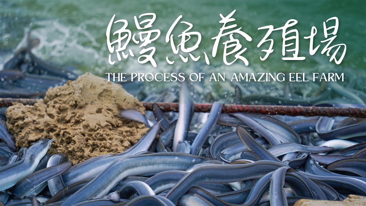 【帶你走進鰻魚養殖場】 | 如何養殖出肥美的鰻魚？ | The Process of an Amazing Eel Farm [純生活 ...