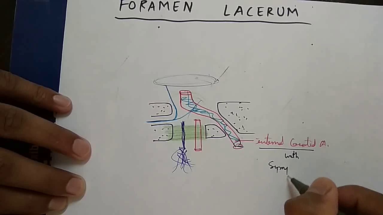Skull Foramen- 3, Foramen Lacerum and Carotid Canal Content | TCML and ...