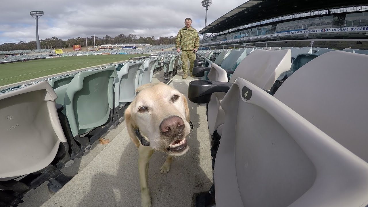 Explosive Detector Dogs Exercise - YouTube