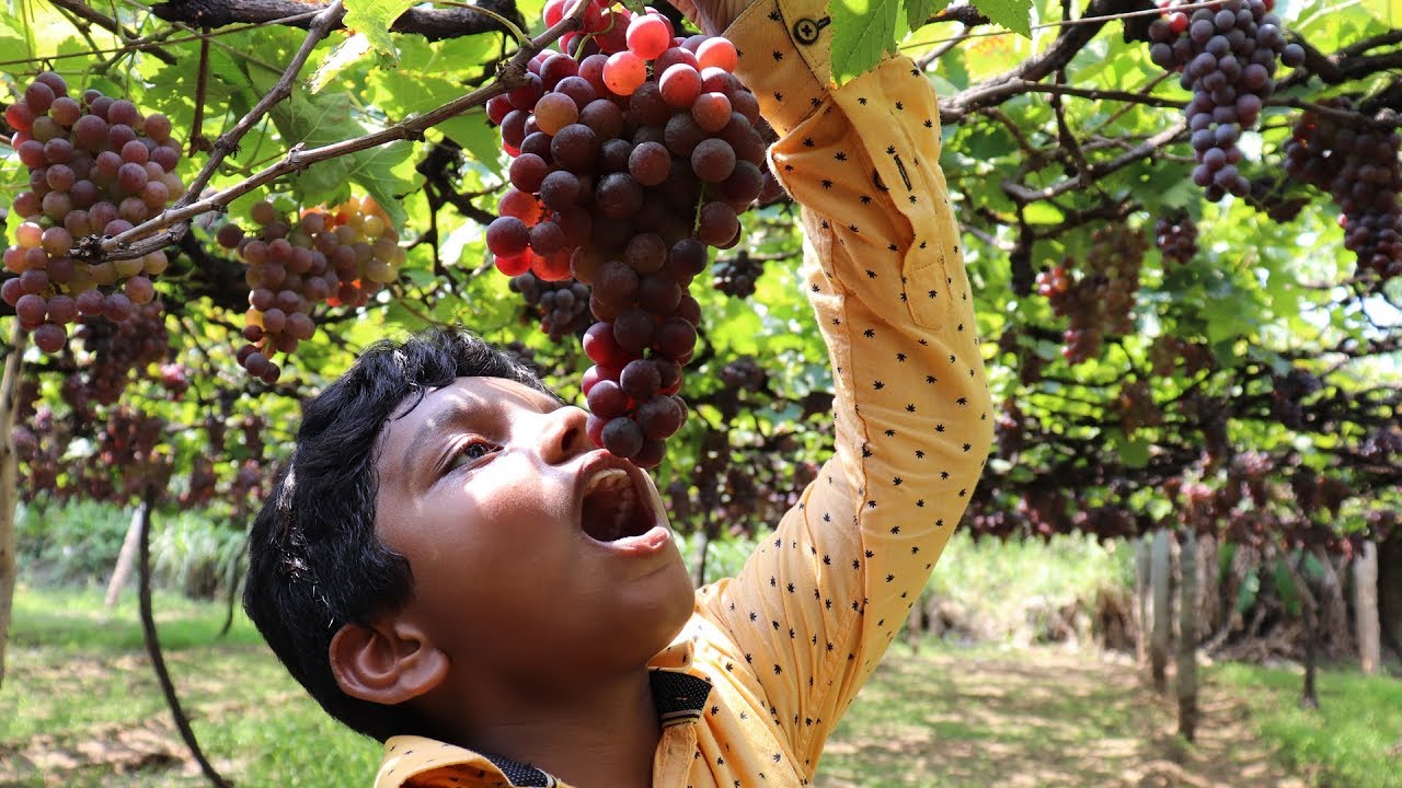 நீங்களே பறித்து சாப்பிடலாம் | Grape Farming in Tamilnadu - YouTube