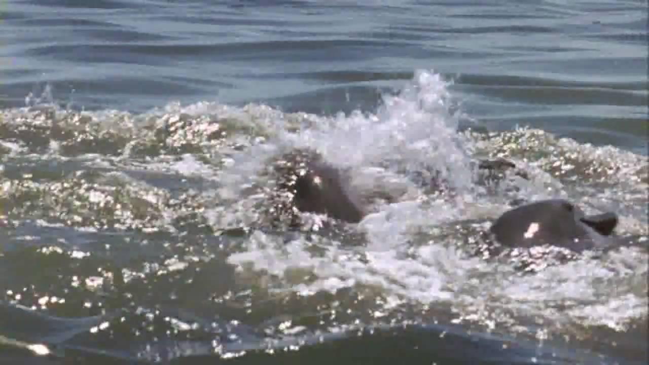 Dolfijnen vangen vis - YouTube