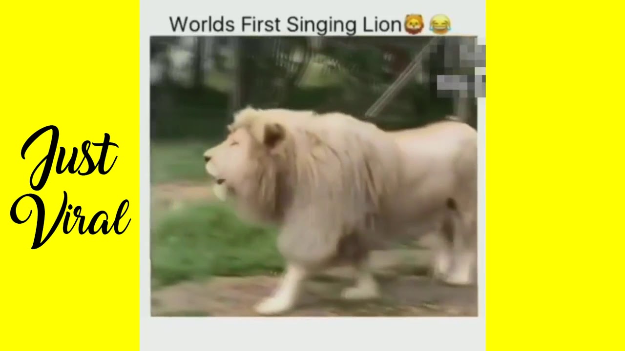 Fatboy SSE Funny videos compilation * Impossible challenge * Try not to ...