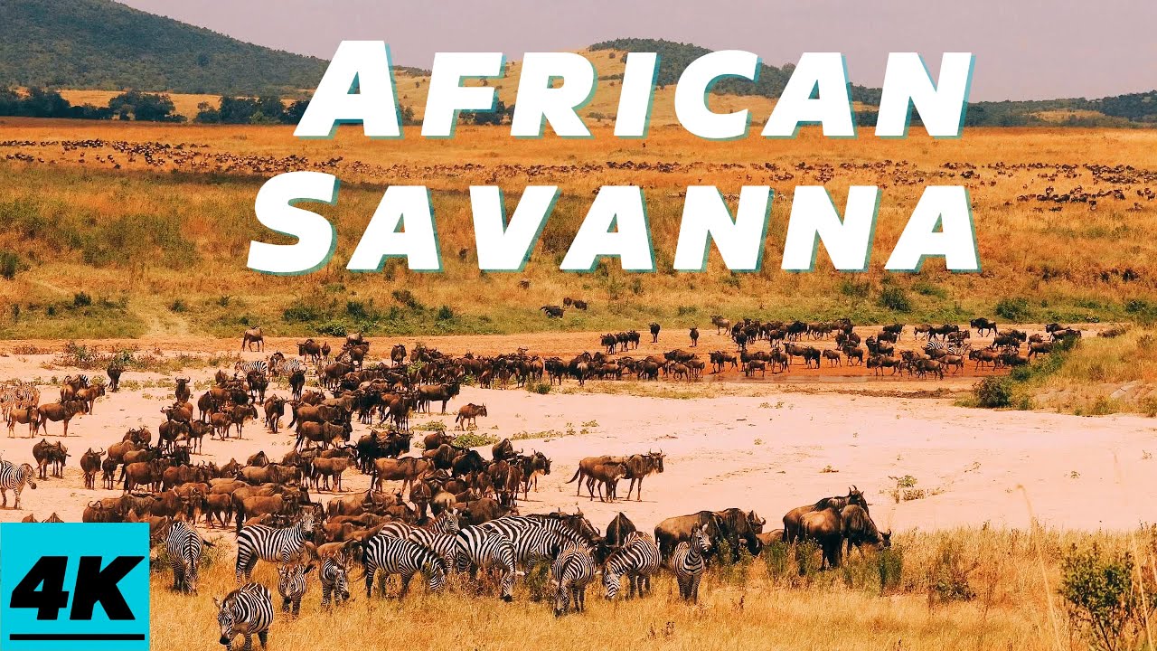 African Safari 4K - Breathtaking Wildlife | Scenic Wildlife Film With ...