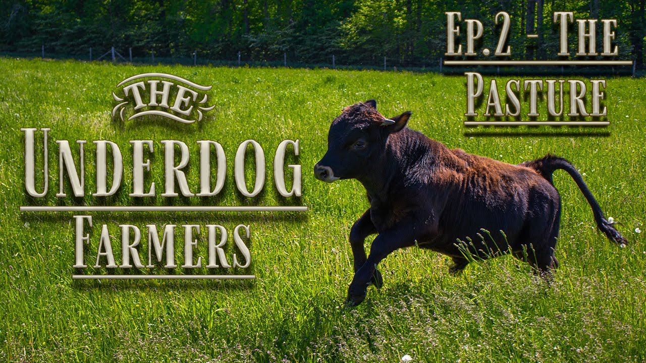 Planting a Cow Pasture - YouTube