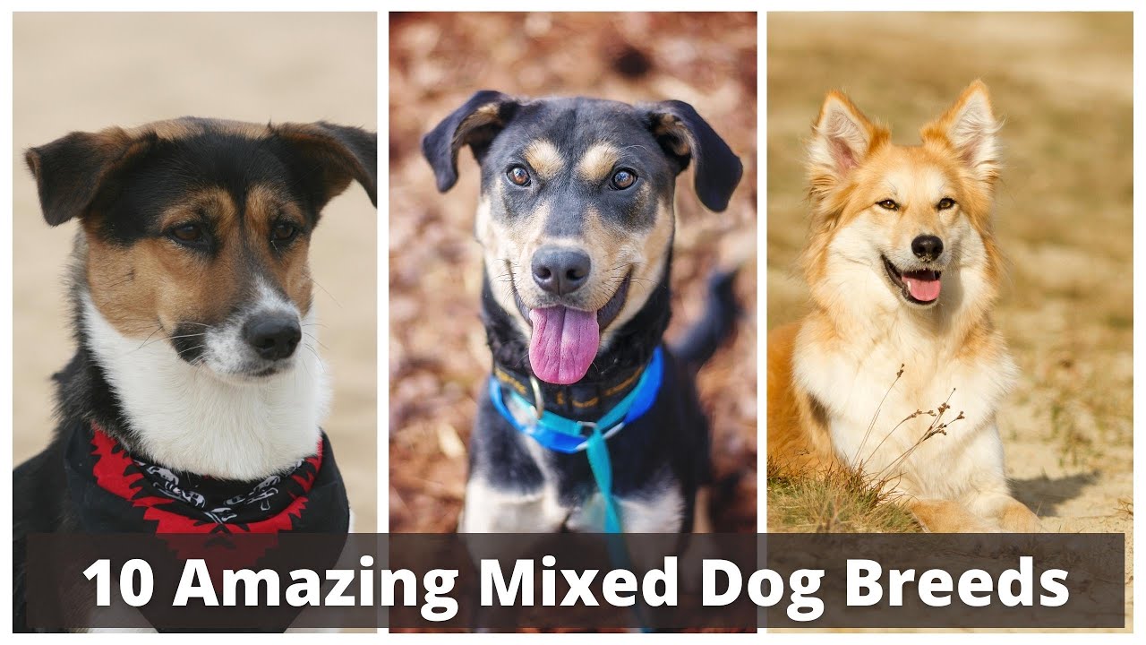 10 Amazing Mixed Dog Breeds Will Make You LOVE Mutts | Part - 1 - YouTube
