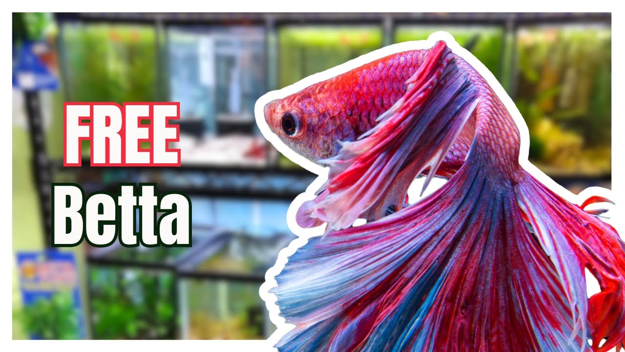 How To Get A *FREE BETTA* - YouTube