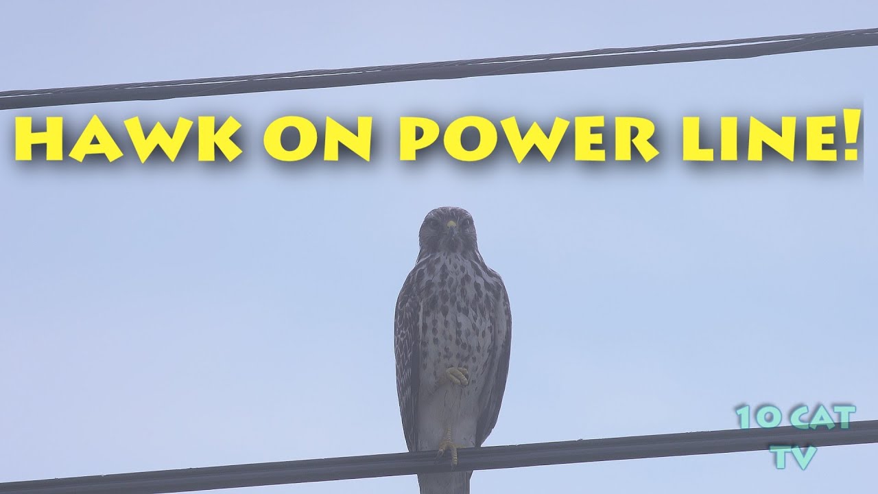 Hawk on Power Line! Cooper's Hawk in Florida. - YouTube