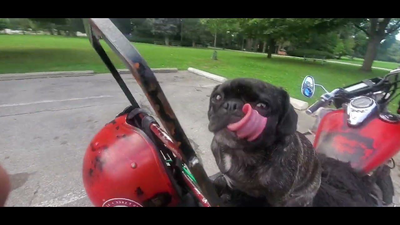 Let's Go See Paul - Peppa Pug And Her Love For Adventures. . - YouTube