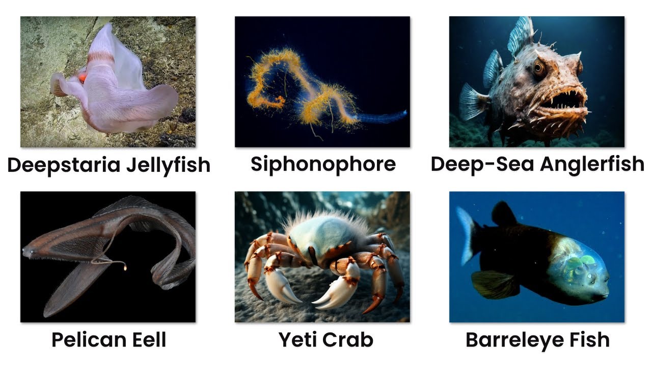 Every Stranger Deep-Sea Creature Evolution Regretted Explained - YouTube