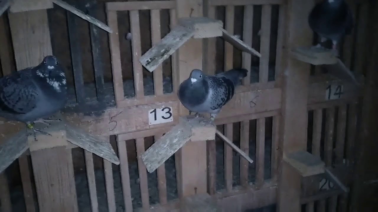 PRO SAU CONTRA ??? - YouTube