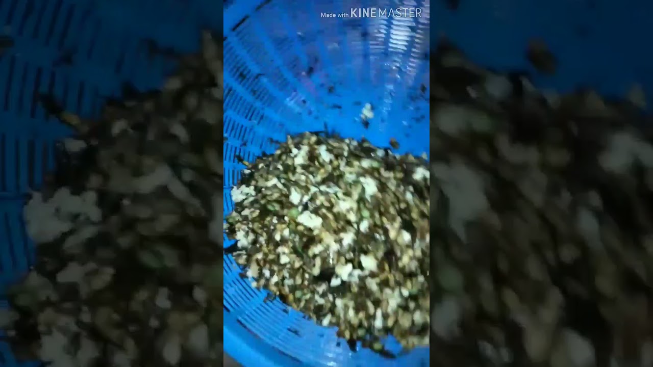 How i cook this weaver ant eggs #hantik.. exotic foods. - YouTube