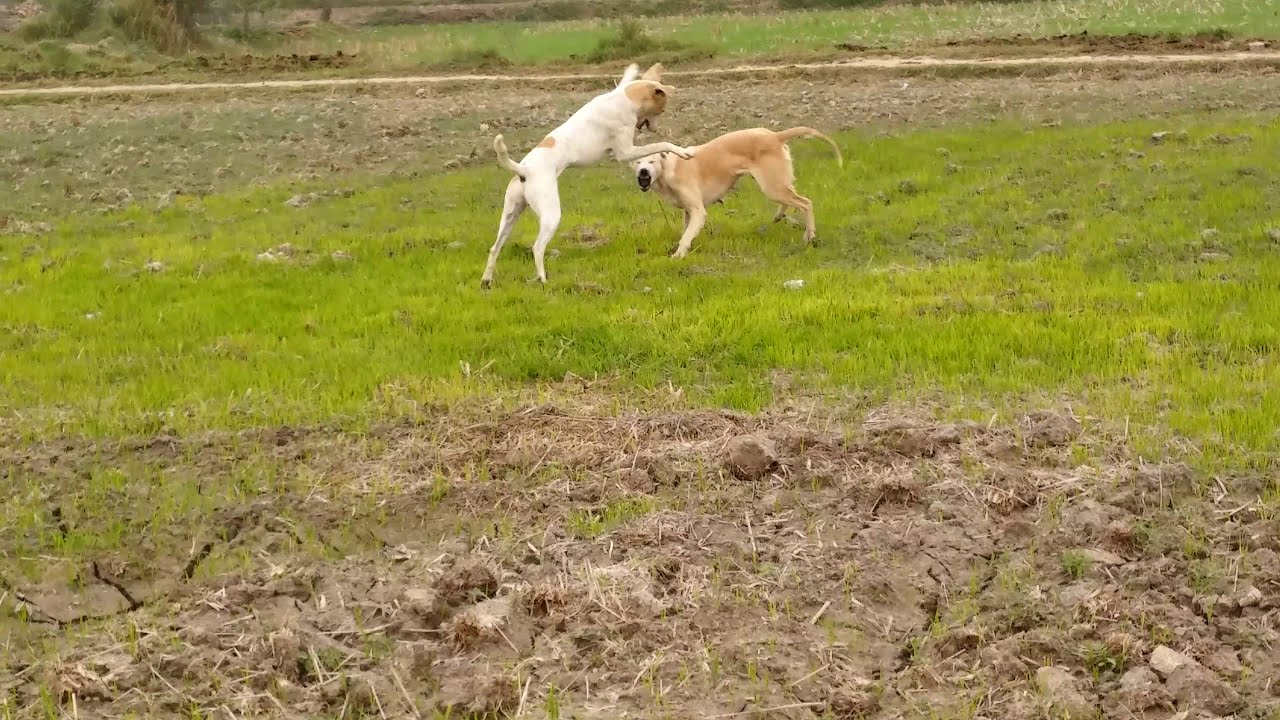 Dogo Argentino Real Fight - Dogo Argentino VS Pitbull - YouTube
