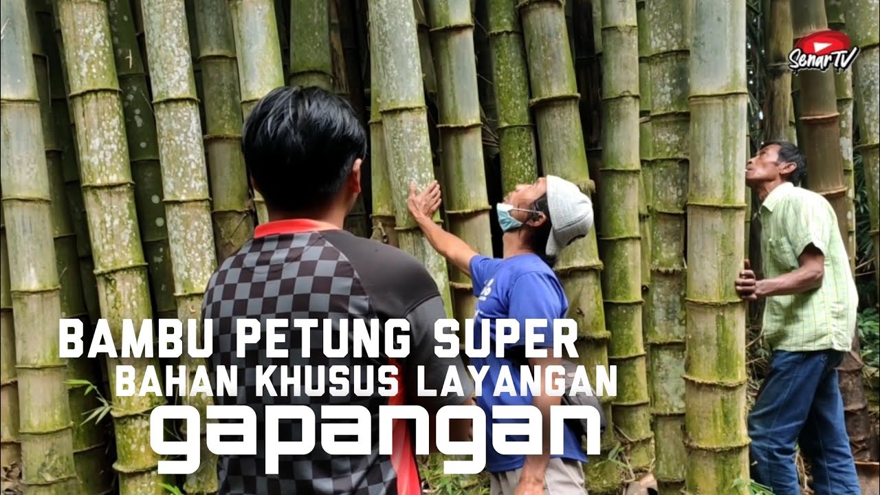 Beli Bambu Petung bahan baku Layangan Gapangan - YouTube