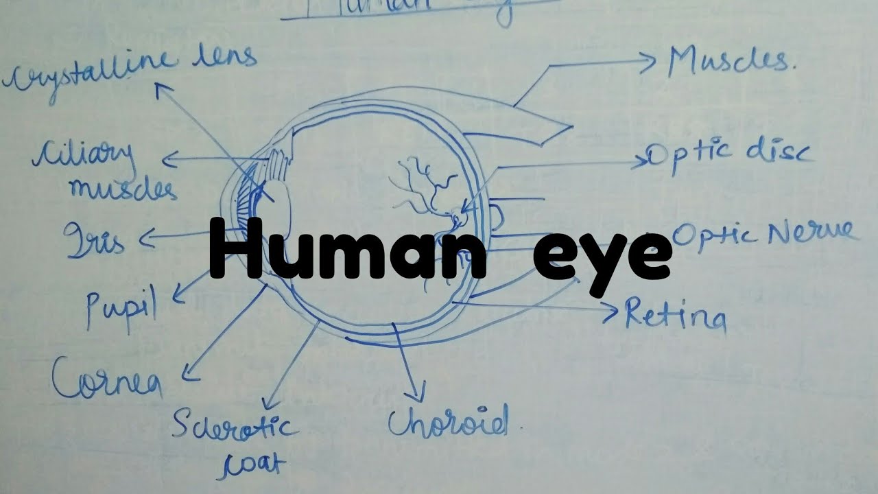 Structure of human eye(explained in hindi) - YouTube