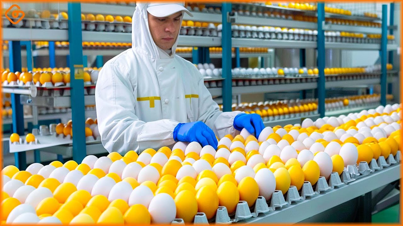 World's Most Satisfying Food Machines | Egg Processing Machine - YouTube