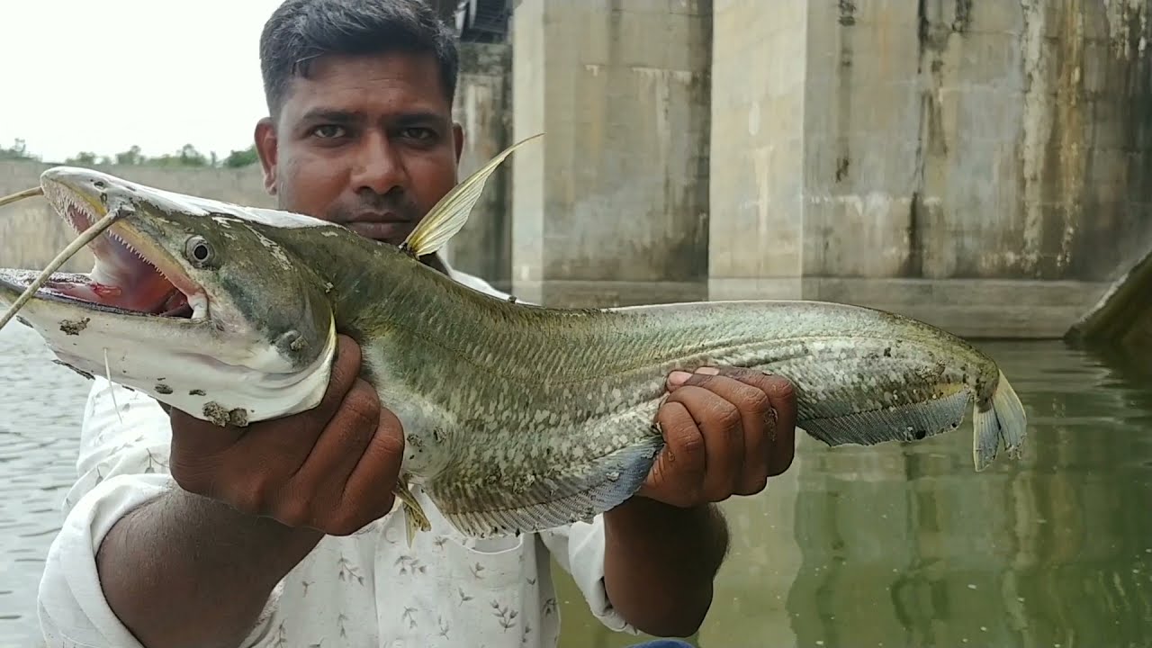 Wallago Attu Fishing | Incredible Fishing Videos | Abs Fishing Video ...