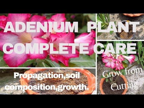 How to grow and care adenium|Desert rose plant|Propagate adenium from ...