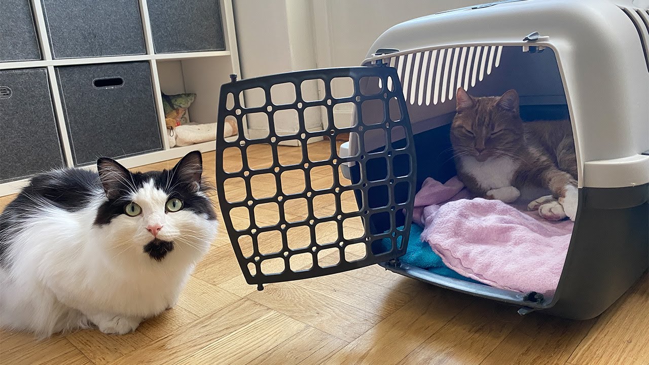 The last kitty playdate | Oppa the Orange Cat - YouTube