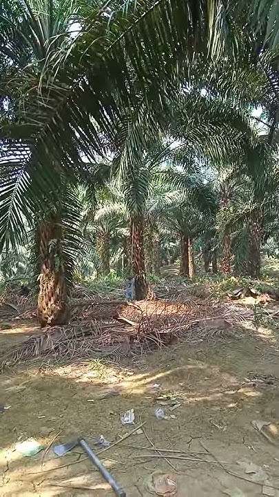 Proses panen sawit .kalimantan tengah - YouTube