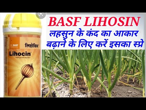 लहसुन के कंद का आकार बढ़ाने के लिए क्या करे// lahsun me plant growth ...