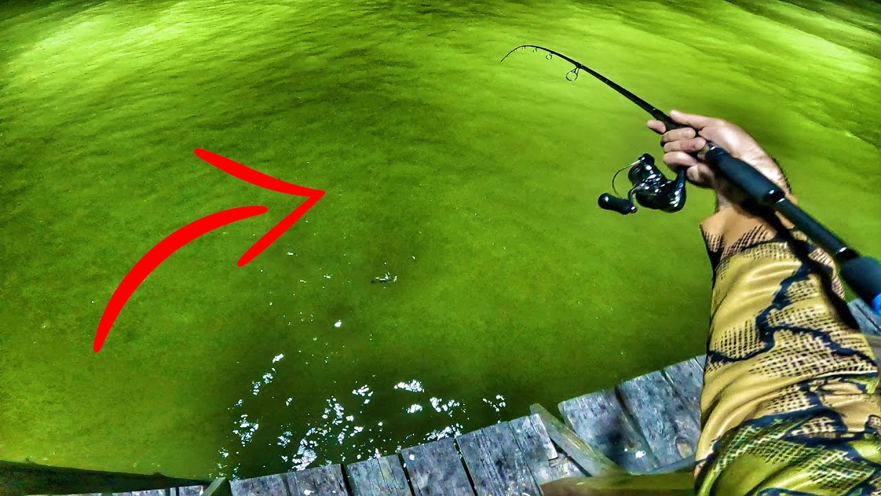 PIER FISHING with an ULTRALIGHT COMBO (Baffin Bay Trout Fishing) - YouTube