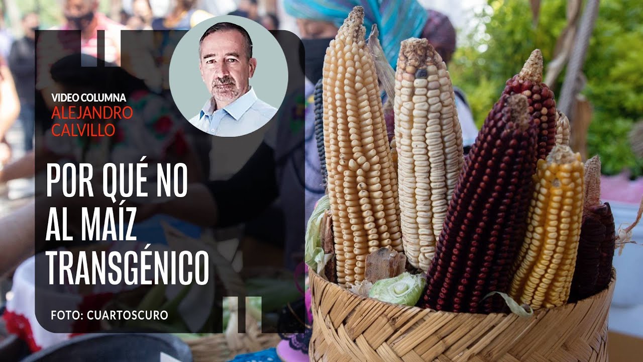 Por qué no al maíz transgénico. Por Alejandro Calvillo | Video columna ...