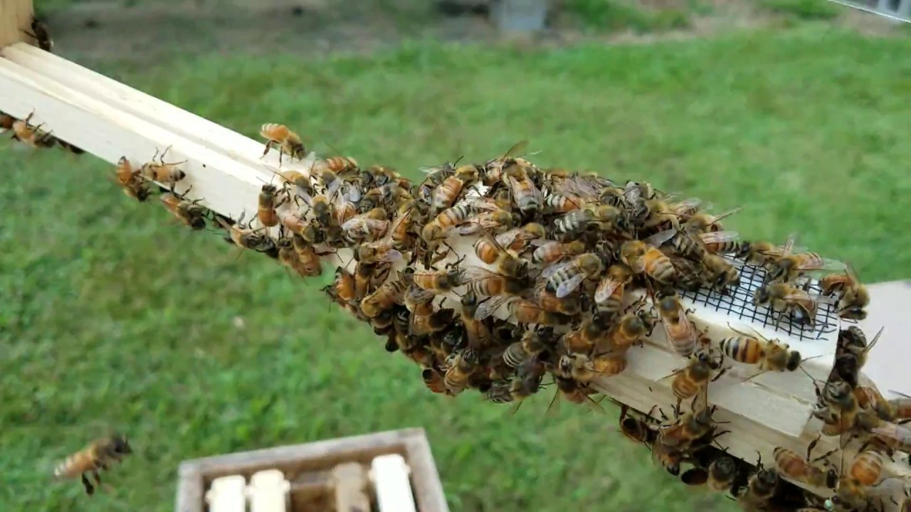 Will hive accept mated queen? Has Queen cells. - YouTube