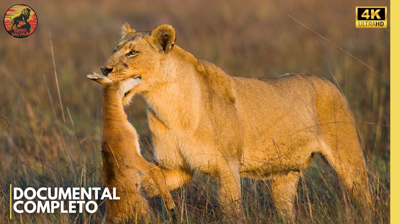 ÁFRICA INDOMABLE - La Lucha Diaria por Sobrevivir | Documental Animal ...