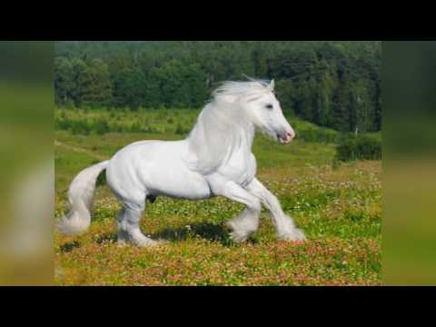 A BEAUTIFUL HORSE!   ENIGMA..\