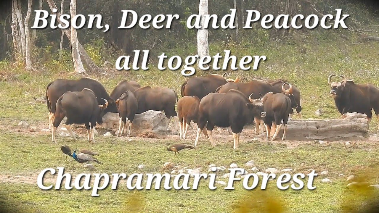 Indian Bison And Dancing Peacock #dooars #dooarsguide #wildlife - YouTube