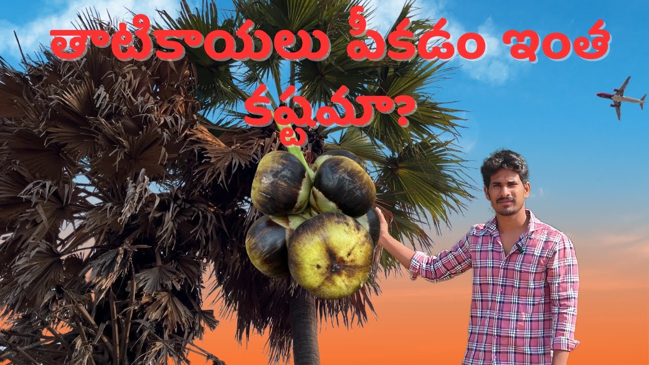 Mysterious Secrets Behind Thatikayalu | Telugu Village Vlogs - YouTube