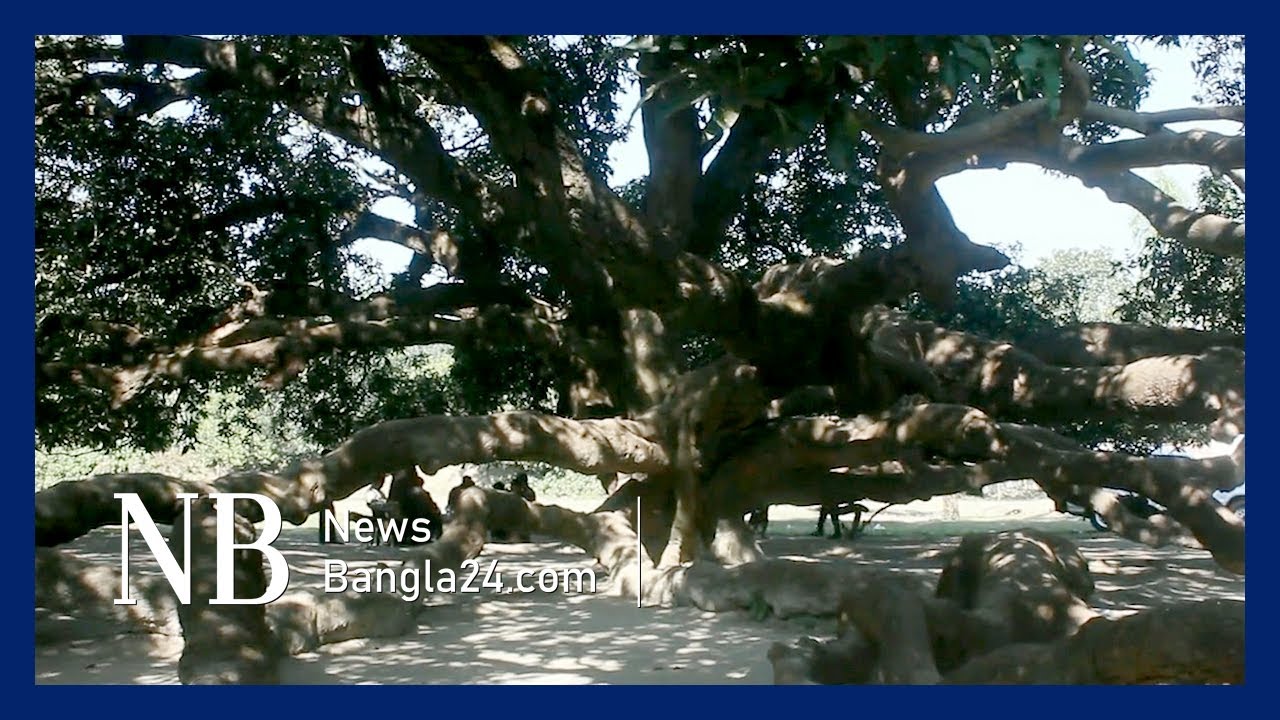 ২০০ বছরের আমগাছ | Thakurgaon | Old Mango Tree - YouTube