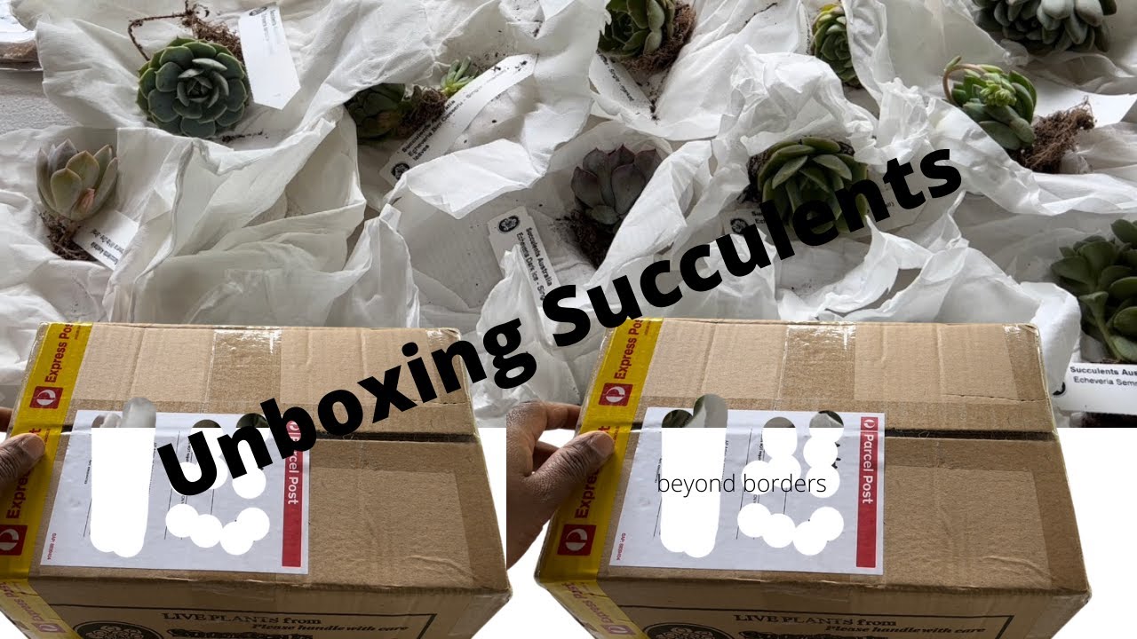 Succulents Unboxing & re potting and care - YouTube