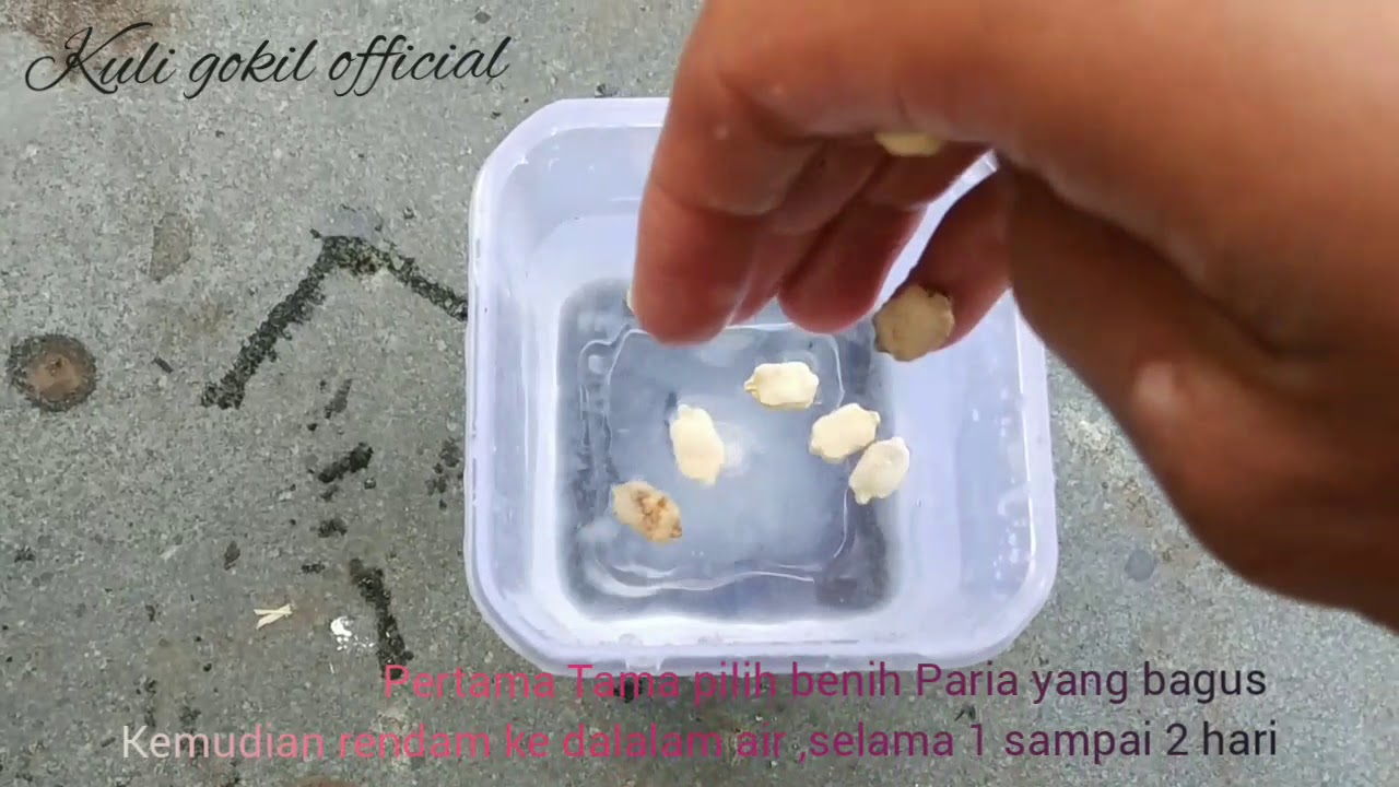 Cara menyemai biji Paria putih asli taiwan mudah ga pake ribet di jamin ...