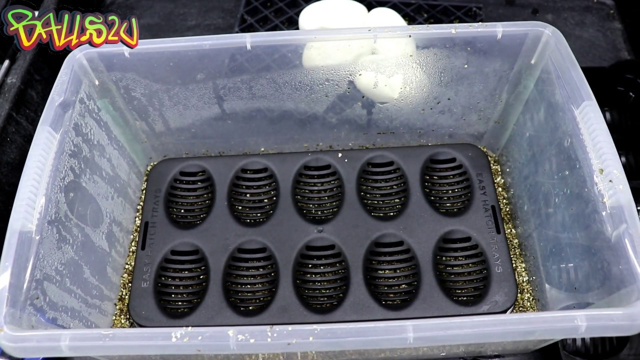 Easy Hatch Trays First impressions - YouTube