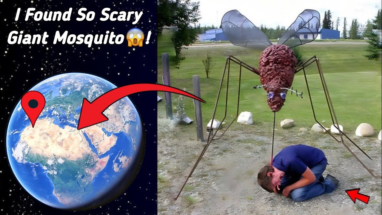 I Found Scary Giant Mosquito In Real Life On Google Earth and Google ...