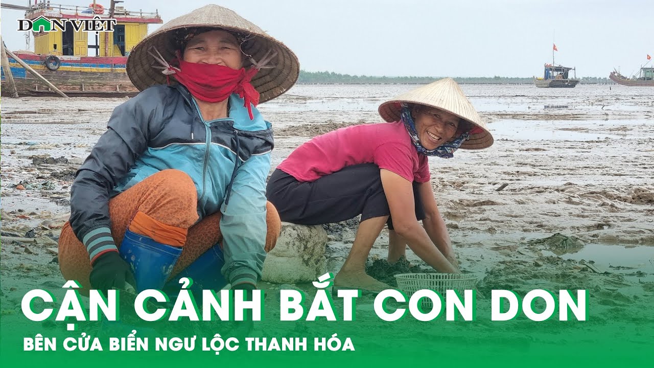 Cận Cảnh Bắt Con Don Bên Cửa Biển Ngư Lộc Thanh Hóa | Báo Dân Việt ...