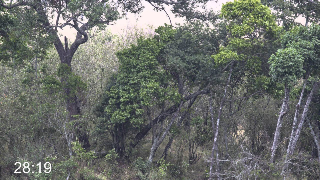 Can you spot the hidden animal? #35 LEOPARD - YouTube
